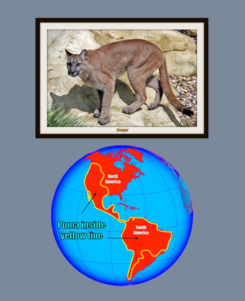 Why do mountain lions have so many names? – Michael Broad