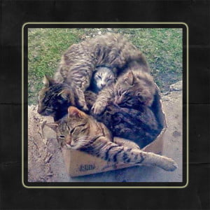 How many cats can you fit in a small box? – Michael Broad