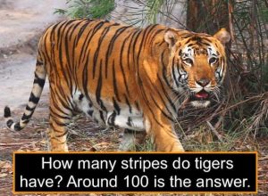 How do tigers communicate? – Michael Broad