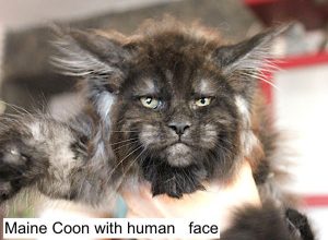 Pictures of Maine Coons with human faces – Michael Broad