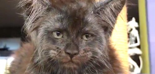 Maine Coon Character – Advocating Animal Welfare