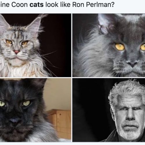 Advocating Animal Welfare – Page 784 – Advocating Animal Welfare