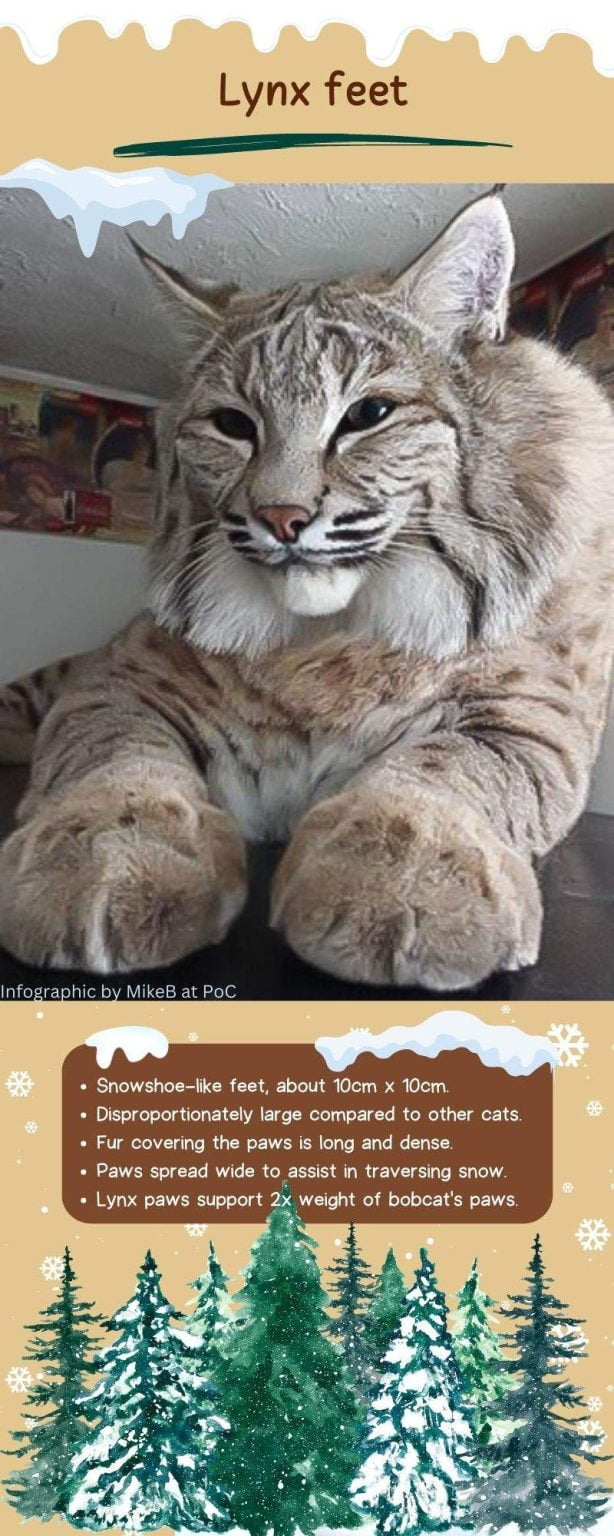 The Webbed Feet of Domestic Cats – Advocating Animal Welfare